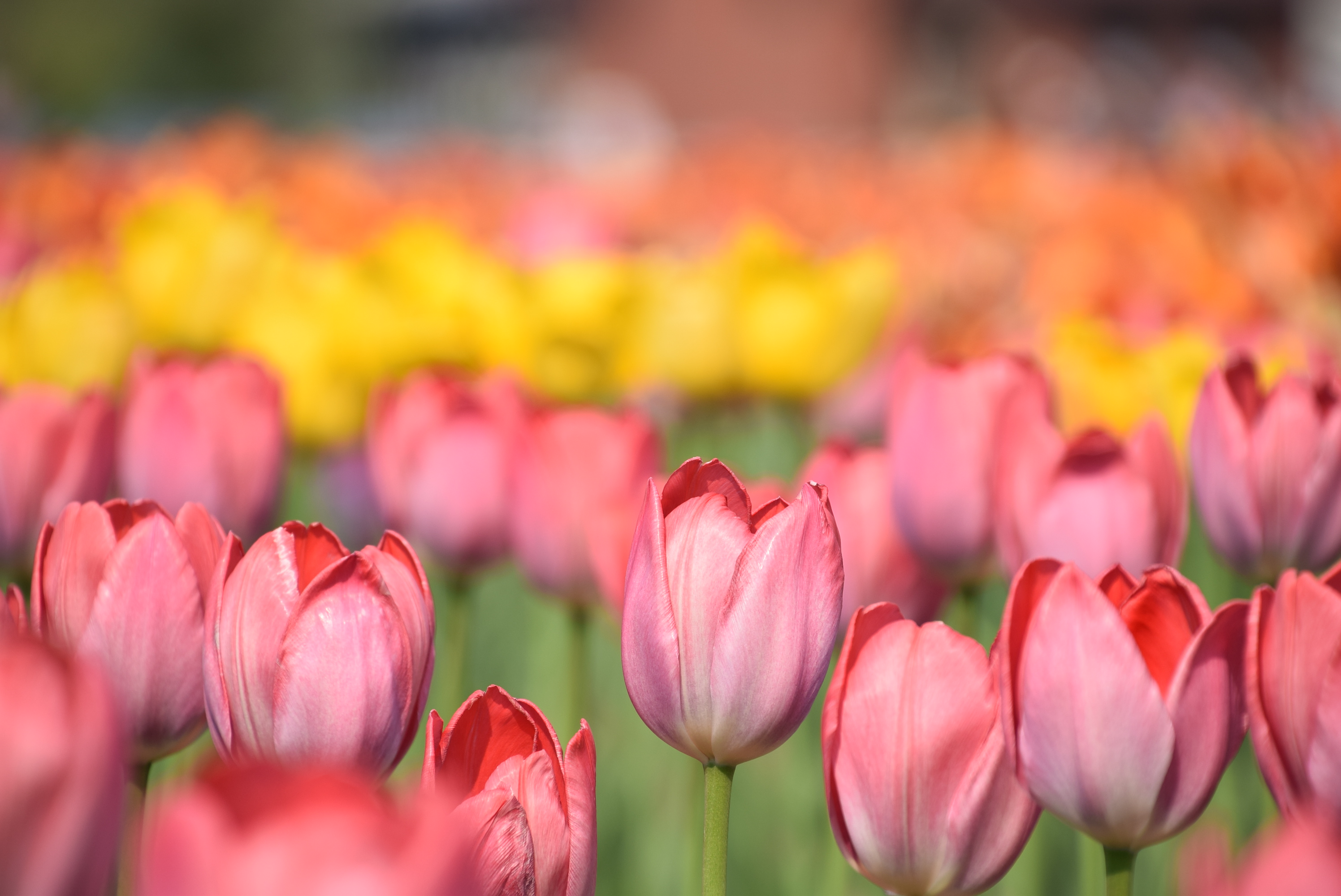 Enjoy Spring Flowers(May-Jun) | GO HOKKAIDO